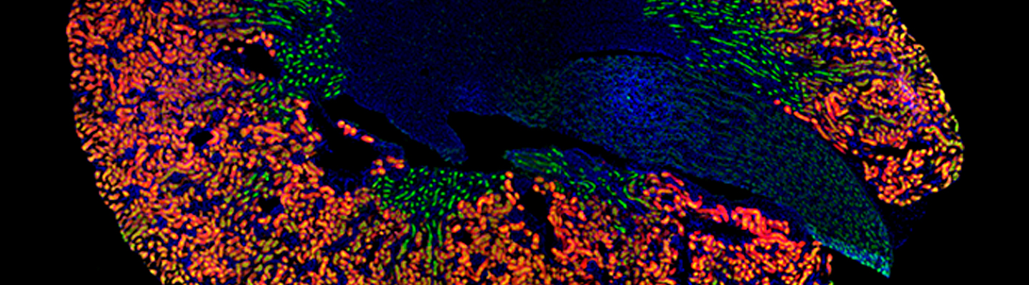 Recognized Leaders In Nephrology Division Of Nephrology